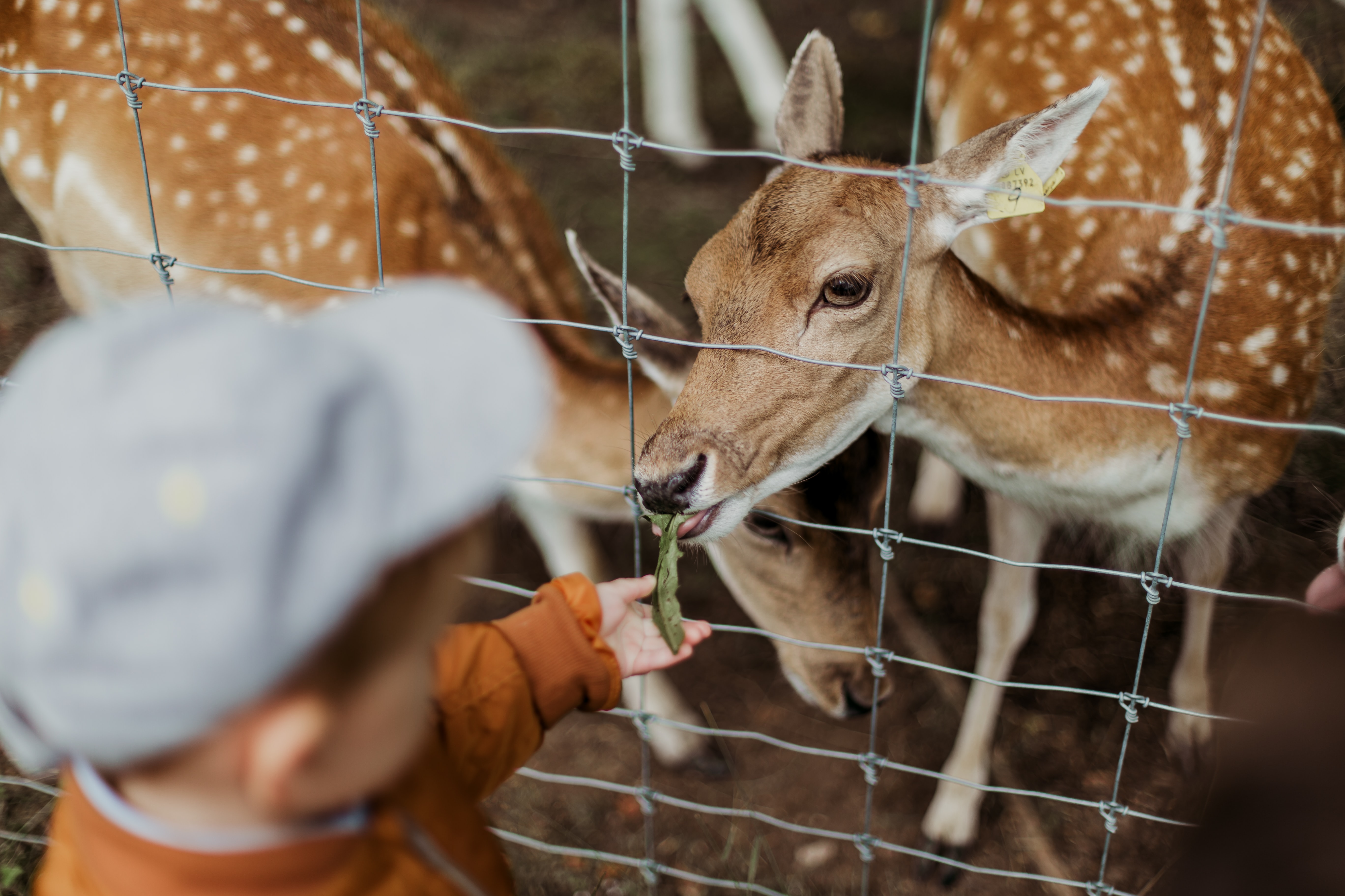Human-animal interaction behaviours | School of Health in Social ...